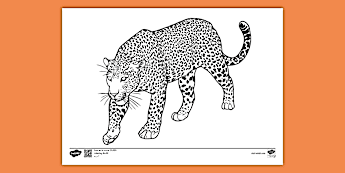 Leopard Art Activities | twinkl.co.uk