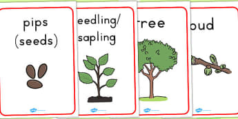 Apple Tree Life Cycle Early Years (EYFS), Apple Tree, Life Cycle