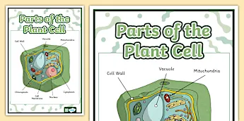 Plant Cells Biology | twinkl.co.uk