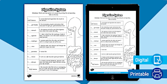 Digestive System Biology • Twinkl.com