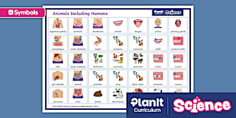 Animals including Humans - Year 4 Science Resources - Twinkl