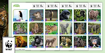 Evolution Resources | twinkl.co.uk
