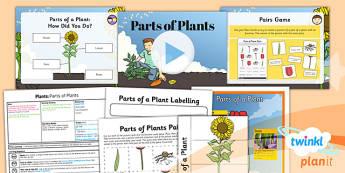 Plants - Year 3 Science Resources