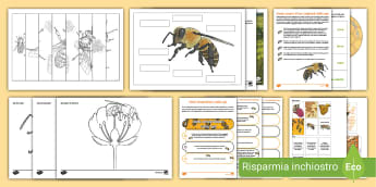 Giornata delle Api | Scuola Primaria - Twinkl