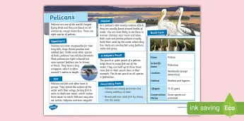 Animals Fact File • Twinkl.ca