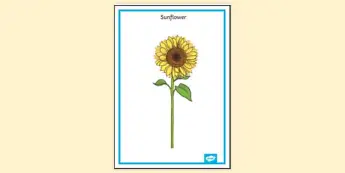 Sunflower Posters | twinkl.co.uk