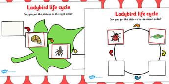 Ladybird Activities for Early Years | Life-Cycle Resources