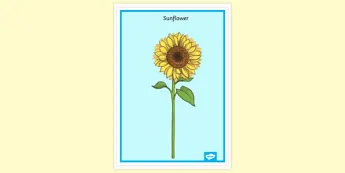 Sunflower Posters | twinkl.co.uk