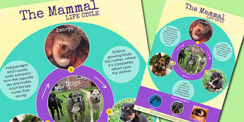 KS2 Life Cycles of Mammals, Amphibians, Insects and Birds