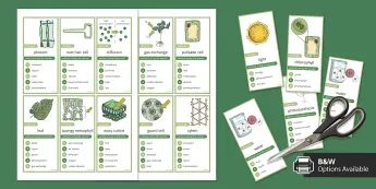 Biology Card Games | twinkl.ca