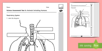 Circulatory System - Heart, Blood Vessels and Blood | KS2
