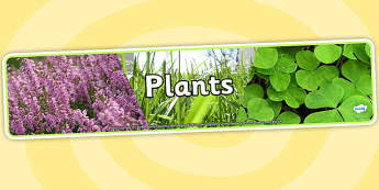 Plants & Growth Display Primary Resources, flowers, growing