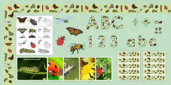 Insects and Arachnids | twinkl.com