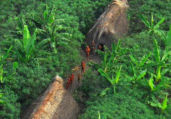 15 Amazing Amazon Rainforest Facts for Children | Twinkl
