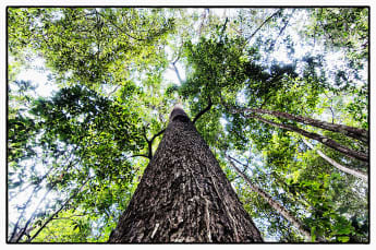 15 Amazing Amazon Rainforest Facts for Children | Twinkl