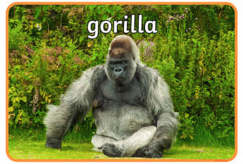 African Rainforest Facts for Kids | Science | Twinkl Blog