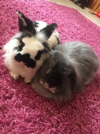 Rabbit Awareness Week - Rabbit Vaccinations - Twinkl