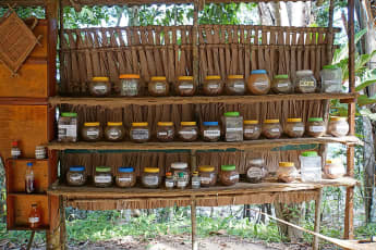 15 Amazing Amazon Rainforest Facts for Children | Twinkl