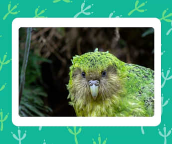 Celebrating World Wildlife Day: Saving New Zealand’s Native Birds