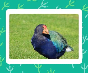 Celebrating World Wildlife Day: Saving New Zealand’s Native Birds