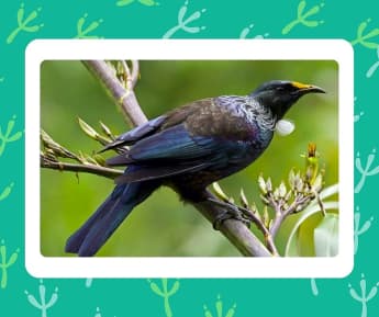 Celebrating World Wildlife Day: Saving New Zealand’s Native Birds