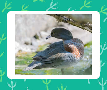 Whio Bird Facts: Whio Awareness Month 2024 - Twinkl