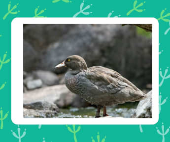 Whio Bird Facts: Whio Awareness Month 2024 - Twinkl