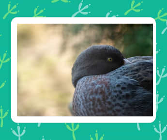 Whio Bird Facts: Whio Awareness Month 2024 - Twinkl