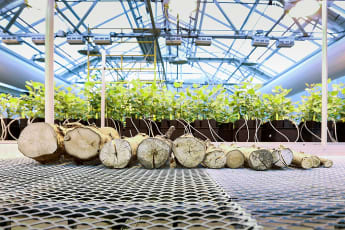 Interesting Biomass Energy Facts for Children | Twinkl Blog