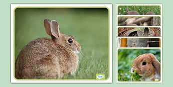 Chinese New Year Lesson Plan Ideas - Twinkl