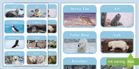 Antarctic Animals and Their Young Matching Cards