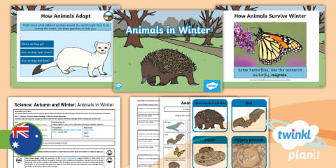 Australian Animals That Hibernate Photo Pack