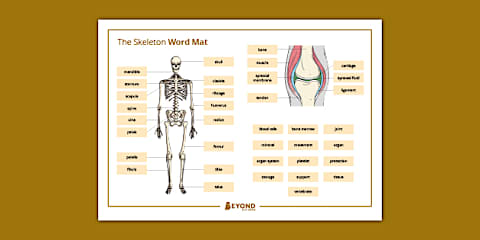 Functions of Skeleton Worksheet