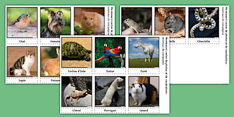 Flashcards : Vocabulaire