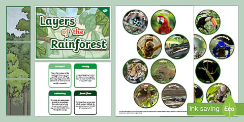 Rainforest Animals Fact Posters