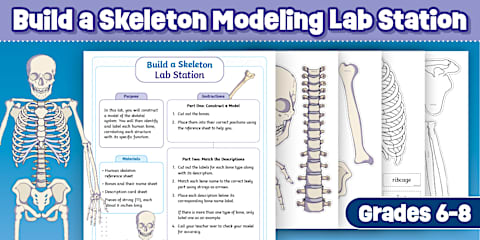 Hands-on Circulatory System: Label the Circulatory System Lab Station ...