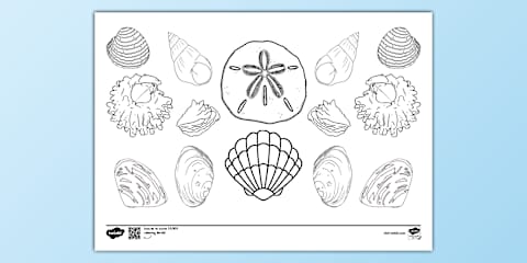 Shell Mindfulness Colouring Pages