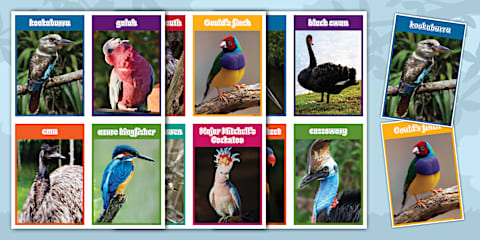 Aussie Backyard Bird Count Activity Sheet