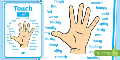 5 Senses Display Posters For Kids