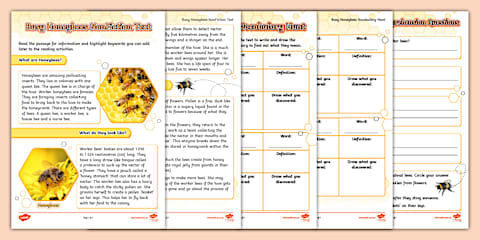 All About Bees Differentiated Reading Comprehension