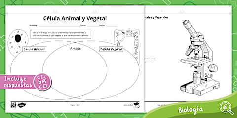 Guía de trabajo: Comparando la célula animal con la vegetal