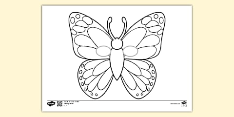 Common Australian Butterflies Identification Guide