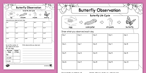 Early Childhood My Butterfly Life Cycle Observation Worksheet