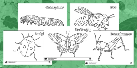 Minibeasts Handwriting Worksheets