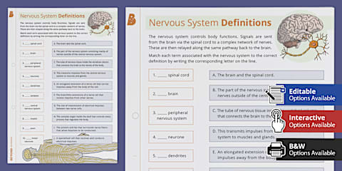 Years 3-6 Parts of the Brain Display Poster