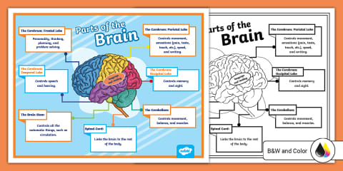 Brain Labelling Worksheet | Teacher-made Worksheet | Twinkl