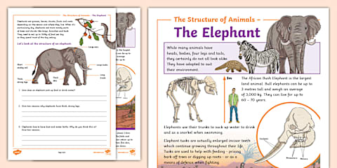 The Structure of Plants - Assessment Sheet