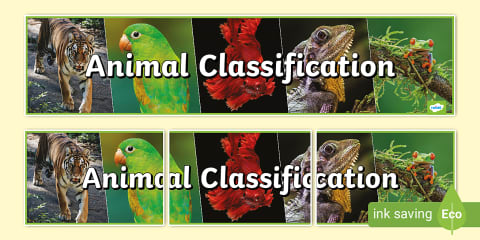 Animal Groups Display Banner
