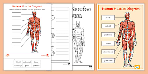 Muscle Labelling Activity - Resource | Muscular System Label