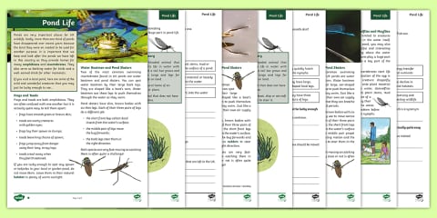Pond Writing Template